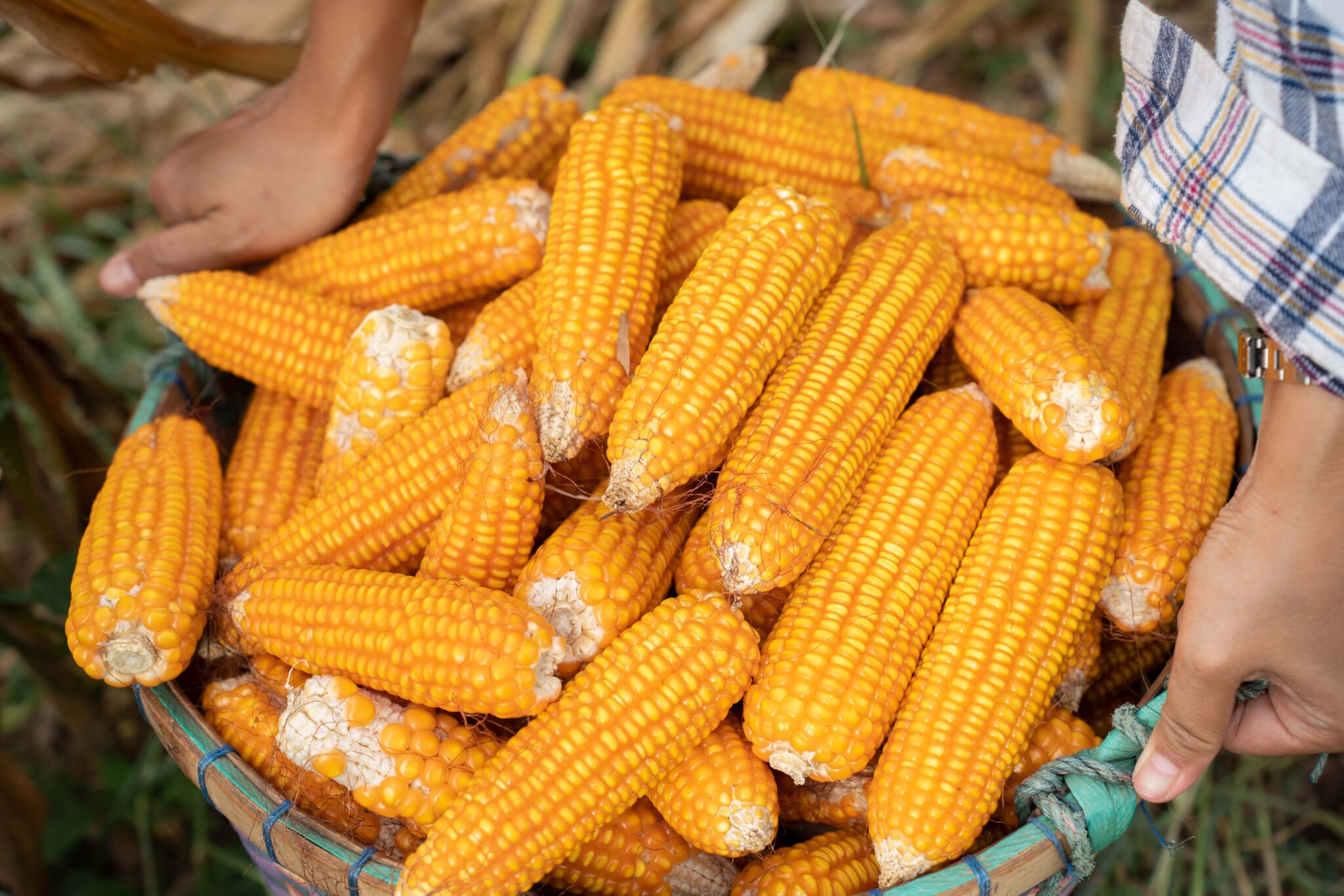 Corn - Royal Rice Mills